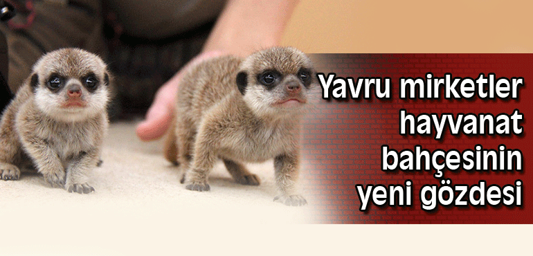 Yavru mirketler hayvanat bahçesinin yeni gözdesi