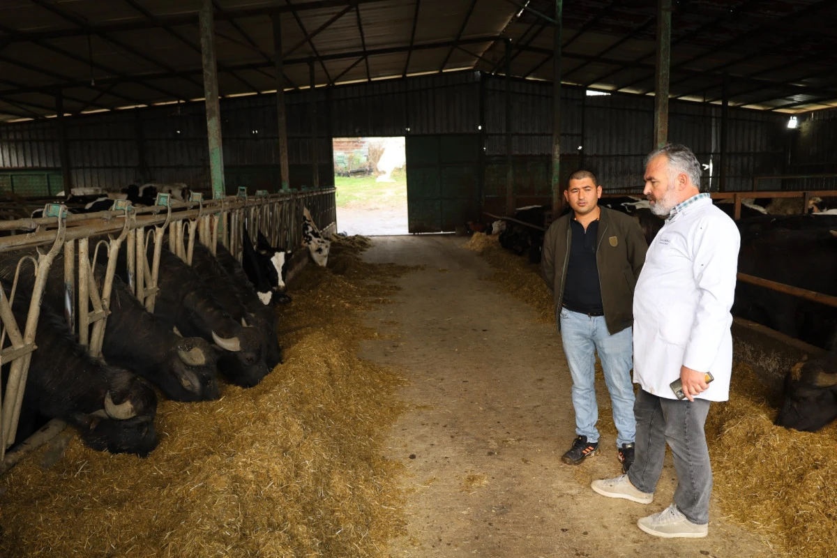 Kocaeli’de manda sayısı Büyükşehir’in desteğiyle artıyor